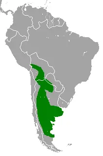 Calomys musculinus - факти, дієта, ареал і фотографії на Animalia.bio