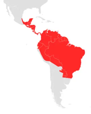 Seba's short-tailed bat - Facts, Diet, Habitat & Pictures on Animalia.bio