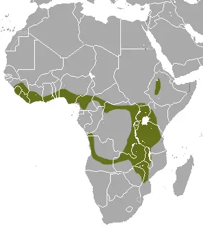 Climbing shrew - Facts, Diet, Habitat & Pictures on Animalia.bio