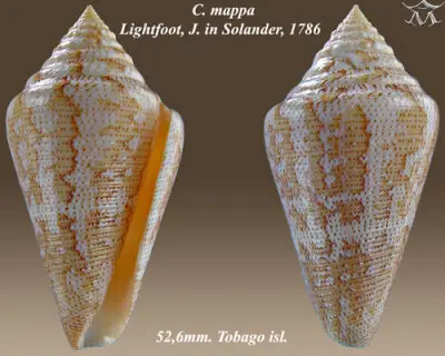 Conus mappa - факти, дієта, ареал і фотографії на Animalia.bio