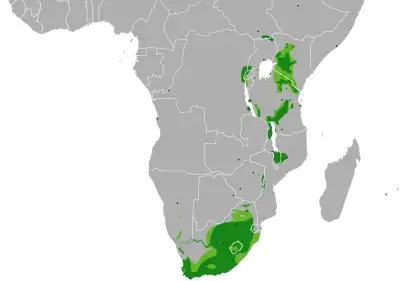 Cape robin-chat - Facts, Diet, Habitat & Pictures on Animalia.bio