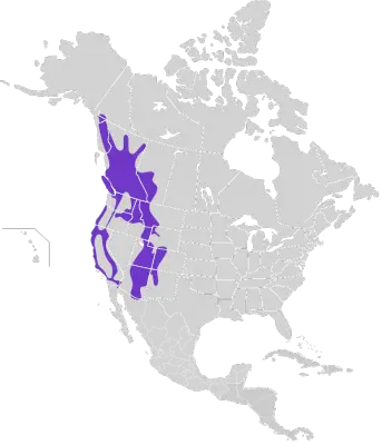 Northern Pygmy Owl - Facts, Diet, Habitat & Pictures on Animalia.bio