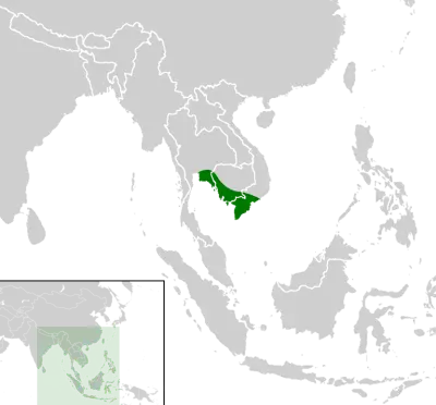 Cyclemys atripons - факти, дієта, ареал і фотографії на Animalia.bio