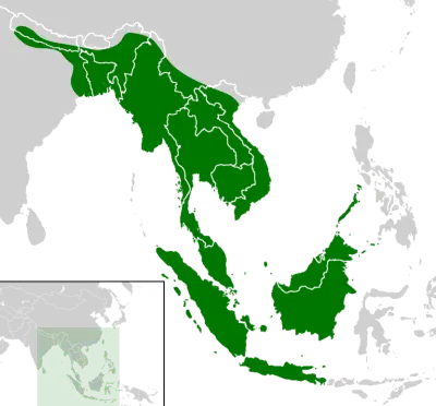 Asian leaf turtle - Facts, Diet, Habitat & Pictures on Animalia.bio