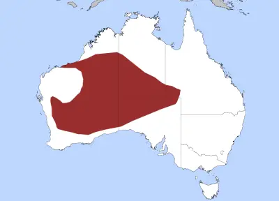 Desert death adder - Facts, Diet, Habitat & Pictures on Animalia.bio