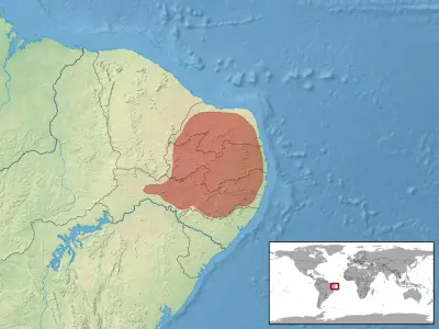 Diploglossus lessonae - Facts, Diet, Habitat & Pictures on Animalia.bio