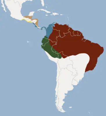 Tent-making bat - Facts, Diet, Habitat & Pictures on Animalia.bio