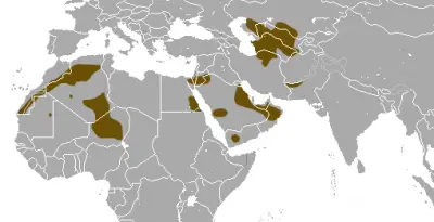 Sand Cat - Facts, Diet, Habitat & Pictures on Animalia.bio