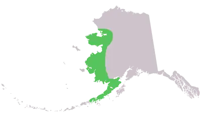 Alaskan hare - Facts, Diet, Habitat & Pictures on Animalia.bio