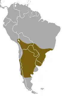 Lesser grison - Facts, Diet, Habitat & Pictures on Animalia.bio