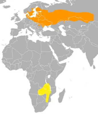 Thrush nightingale - Facts, Diet, Habitat & Pictures on Animalia.bio