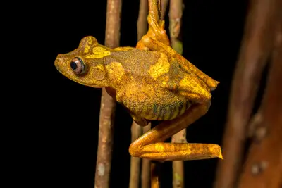 Map tree frog - Facts, Diet, Habitat & Pictures on Animalia.bio