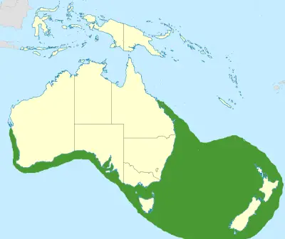 Australasian gannet - Facts, Diet, Habitat & Pictures on Animalia.bio