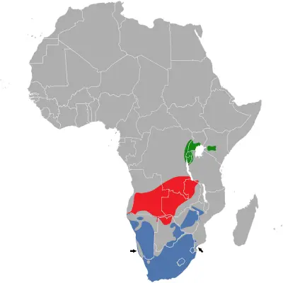 Cape wagtail - Facts, Diet, Habitat & Pictures on Animalia.bio