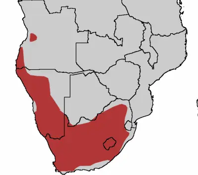 Mountain wheatear - Facts, Diet, Habitat & Pictures on Animalia.bio