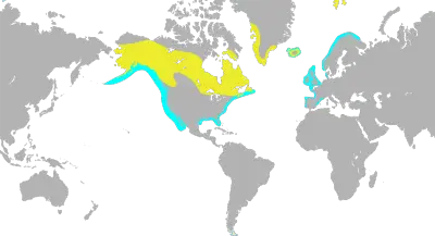 Common Loon - Facts, Diet, Habitat & Pictures on Animalia.bio