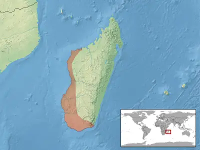 Ocelot gecko - Facts, Diet, Habitat & Pictures on Animalia.bio