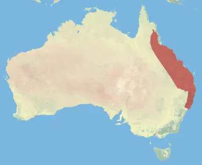 Rufous rat-kangaroo - Facts, Diet, Habitat & Pictures on Animalia.bio