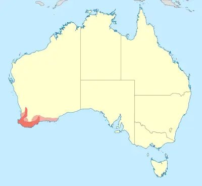 Red-eared firetail - Facts, Diet, Habitat & Pictures on Animalia.bio