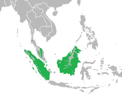 Storm's stork - Facts, Diet, Habitat & Pictures on Animalia.bio