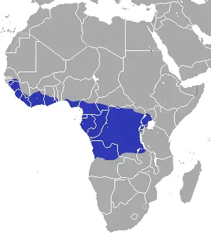 Galagoides thomasi - факти, дієта, ареал і фотографії на Animalia.bio