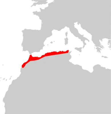 Checkerboard worm lizard - Facts, Diet, Habitat & Pictures on Animalia.bio