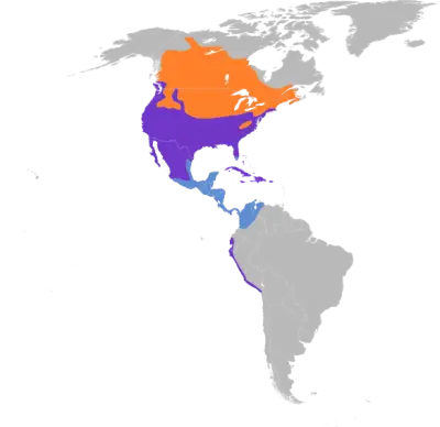 Killdeer - Facts, Diet, Habitat & Pictures on Animalia.bio