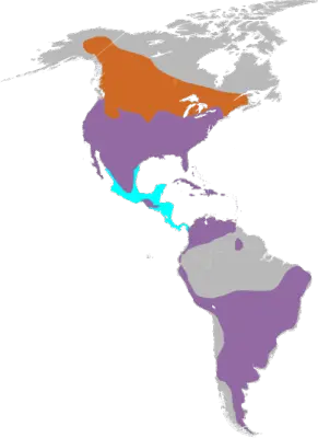 American Kestrel - Facts, Diet, Habitat & Pictures on Animalia.bio