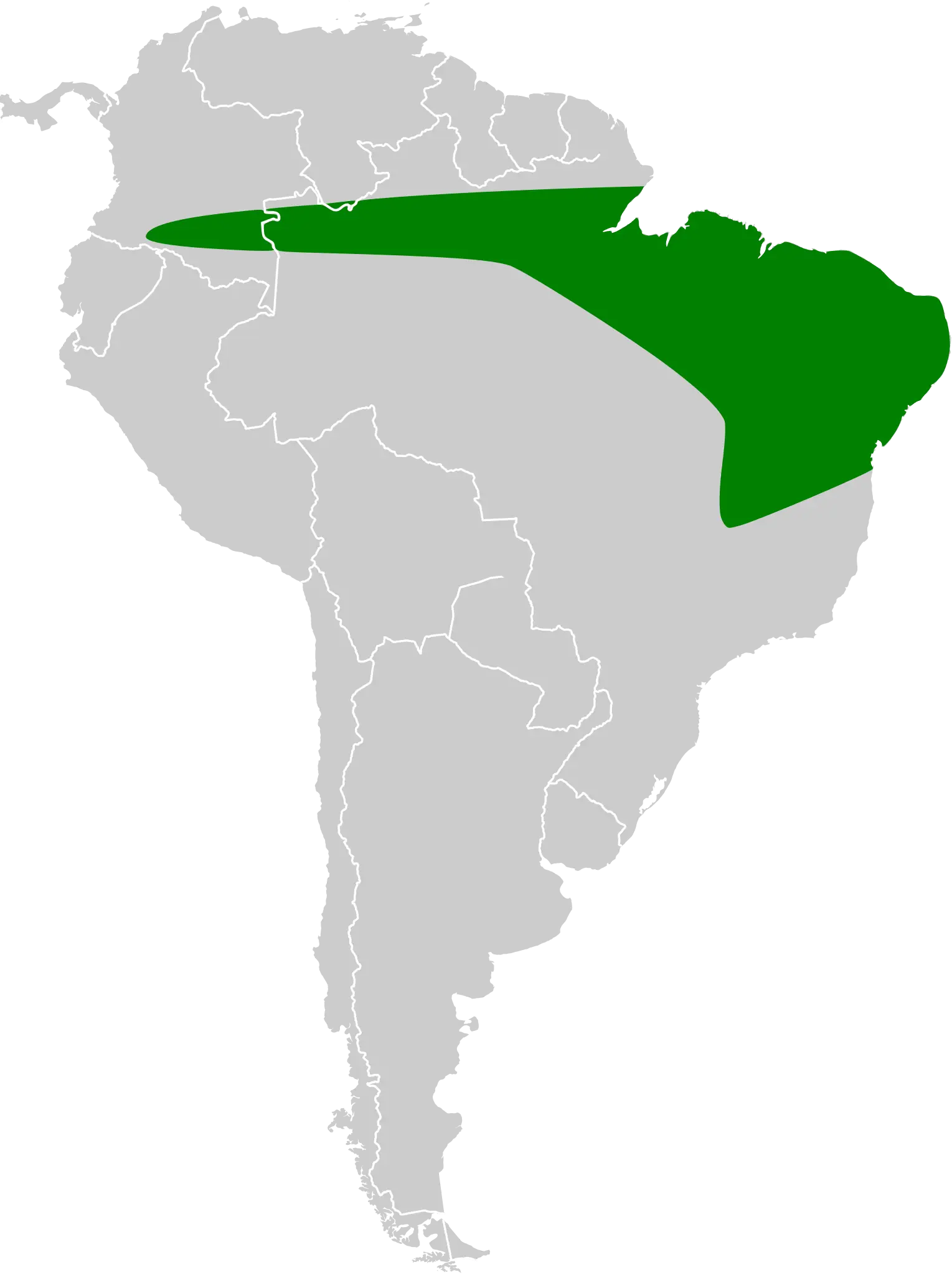 Eumops delticus - Fatti, dieta, habitat e immagini su Animalia.bio