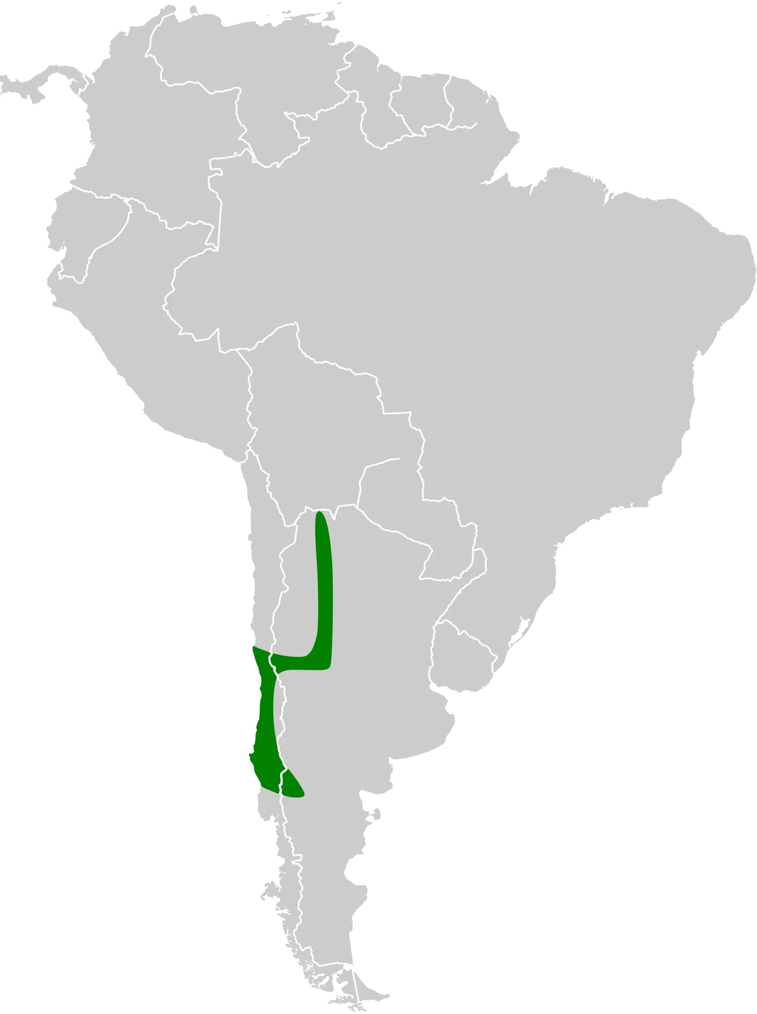 Datos de Murciélago orejudo grande, dieta, hábitat e imágenes en ...
