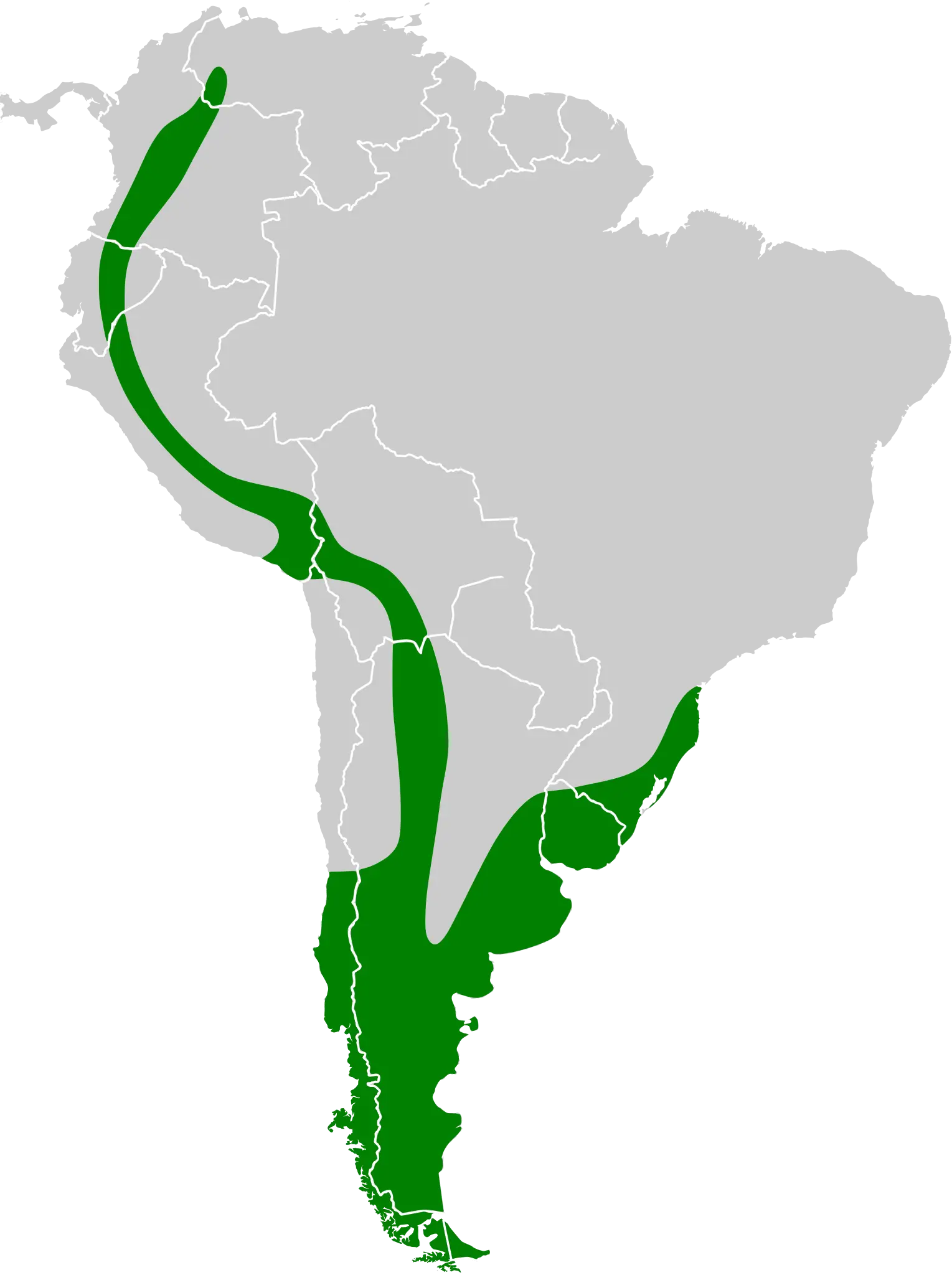 Histiotus montanus - Fatti, dieta, habitat e immagini su Animalia.bio