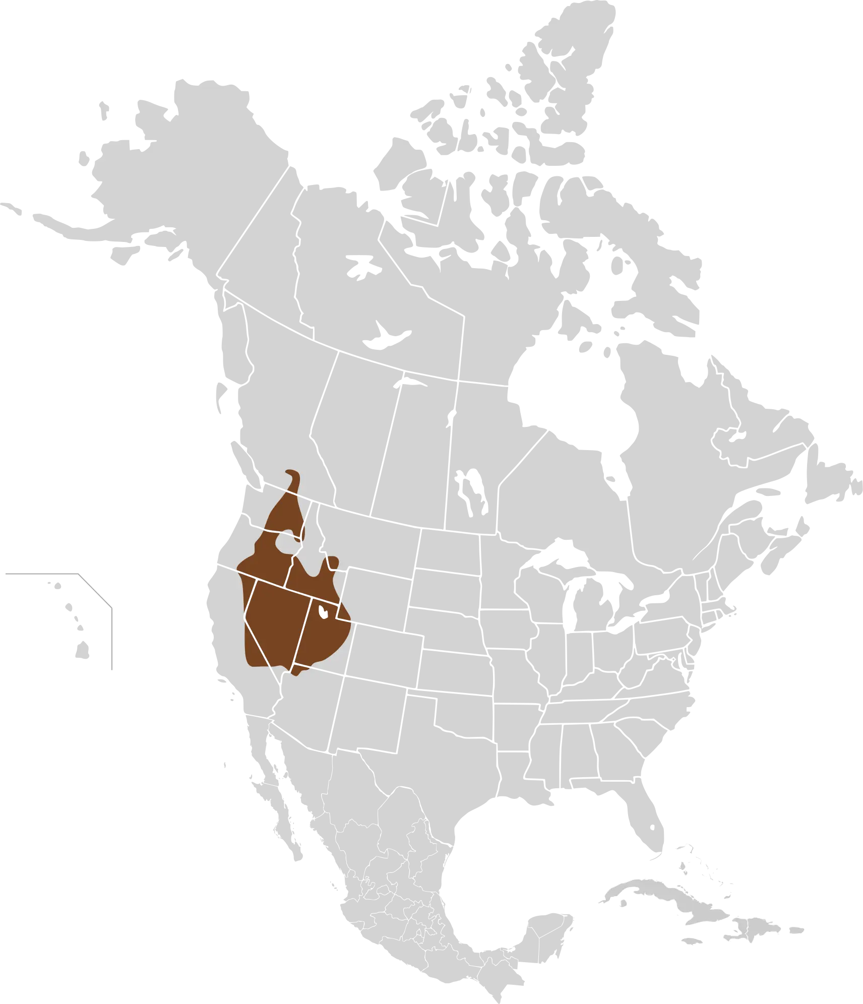 Perognathus parvus - факти, дієта, ареал і фотографії на Animalia.bio