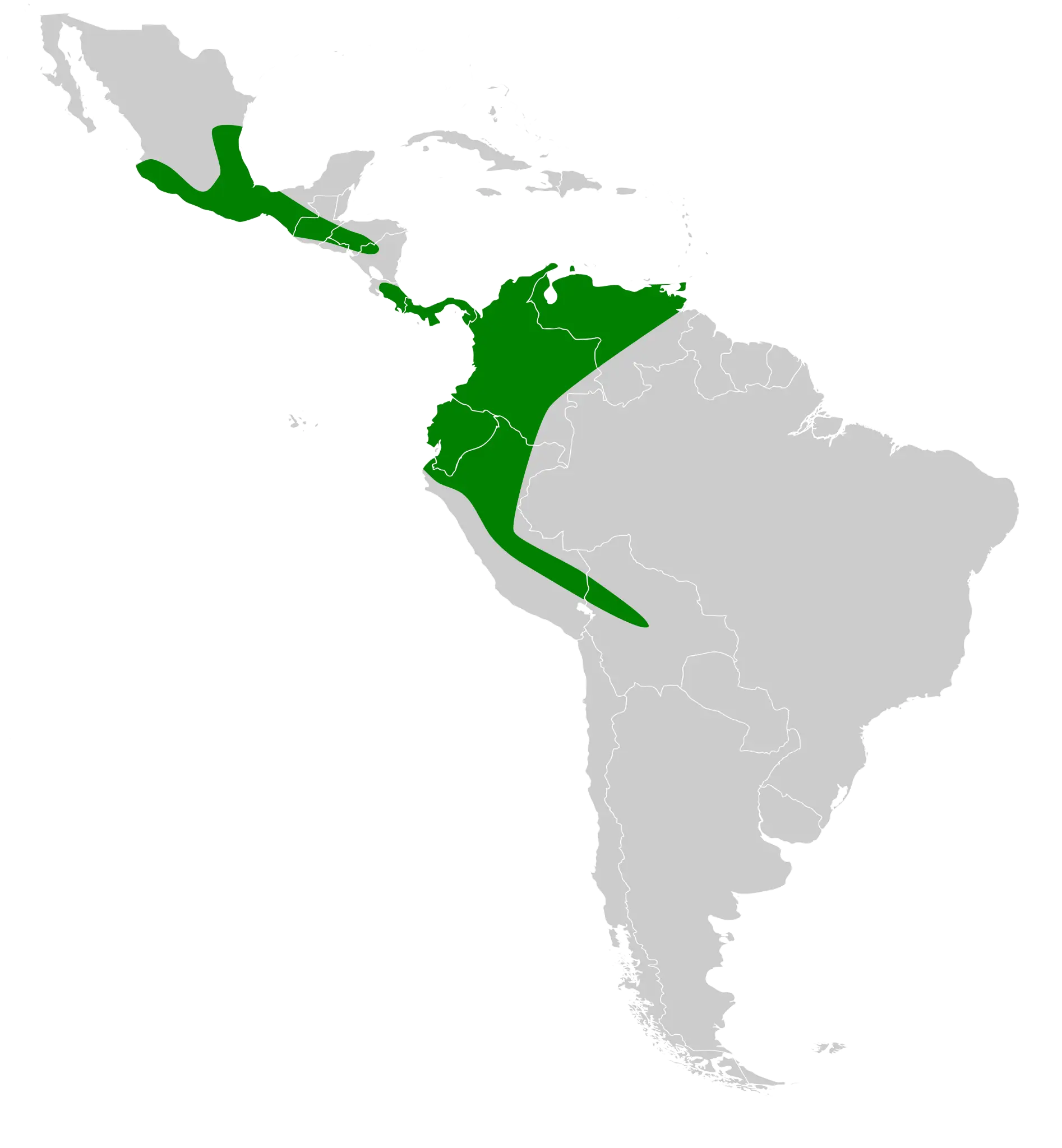 Enchisthenes hartii - факти, дієта, ареал і фотографії на Animalia.bio