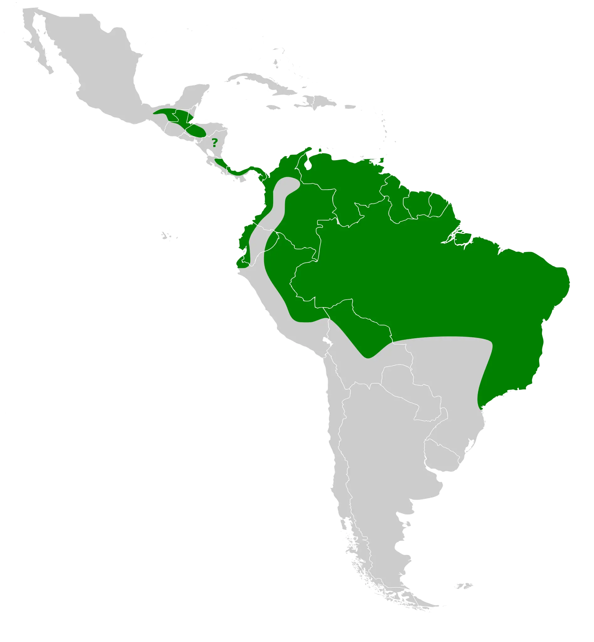 Phylloderma stenops - факти, дієта, ареал і фотографії на Animalia.bio