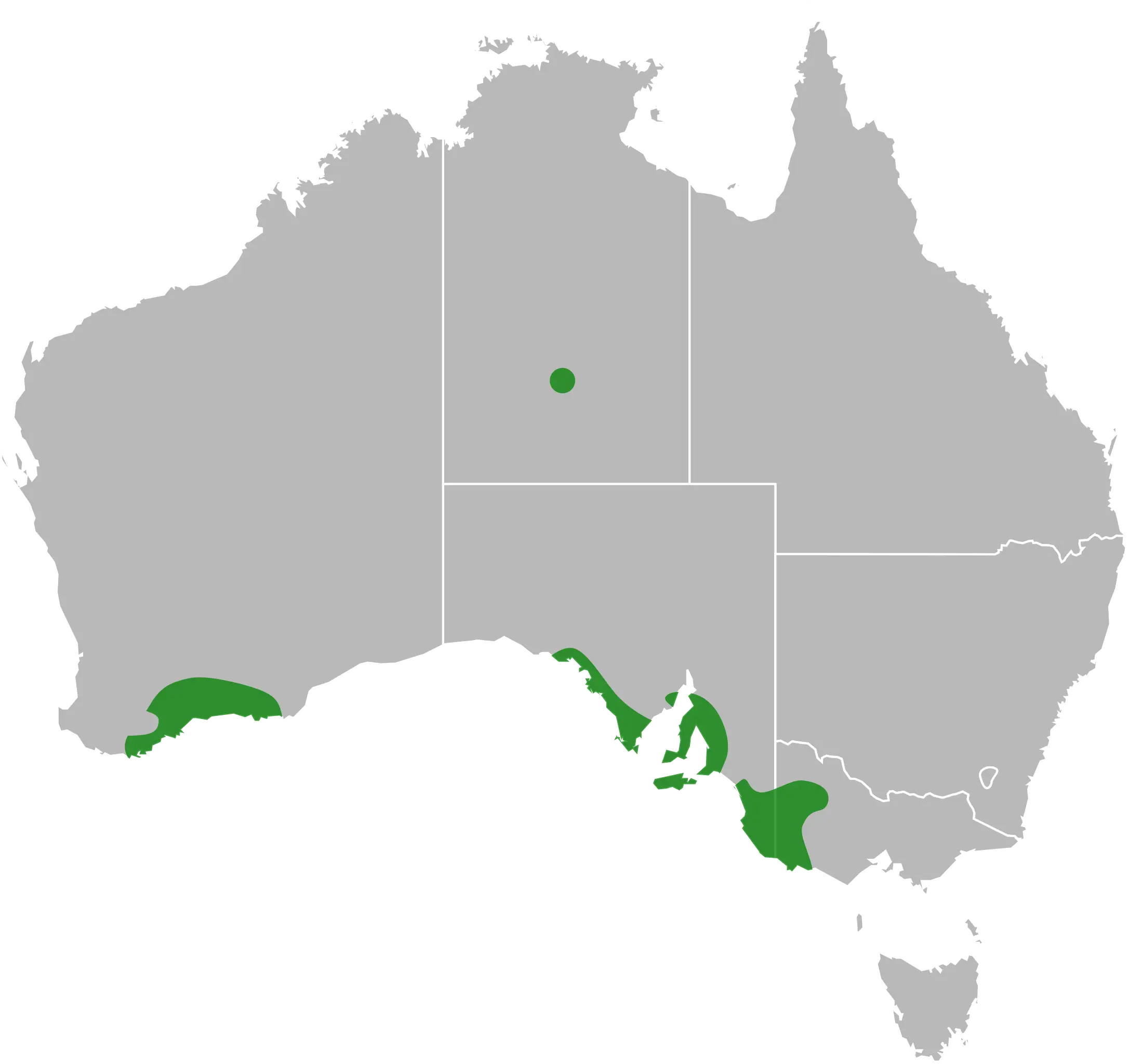 Aprasia striolata - Facts, Diet, Habitat & Pictures on Animalia.bio