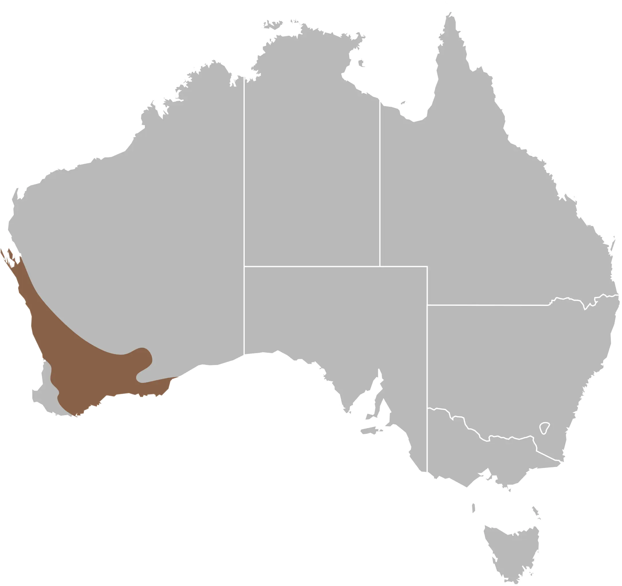 Delma fraseri - факти, дієта, ареал і фотографії на Animalia.bio