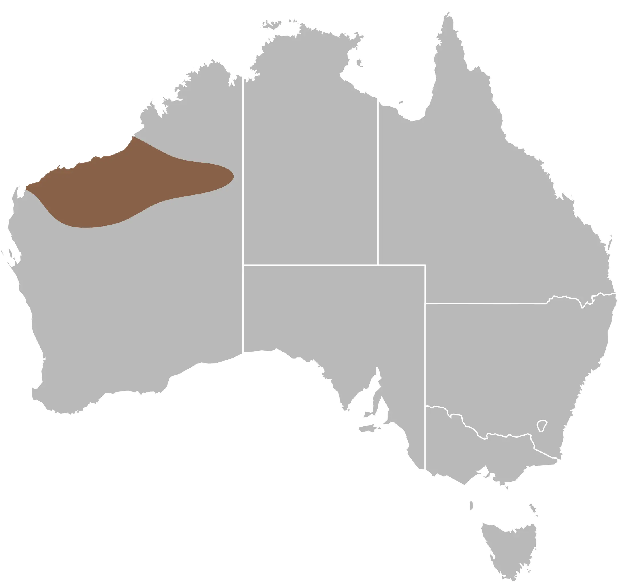 Delma pax - факти, дієта, ареал і фотографії на Animalia.bio