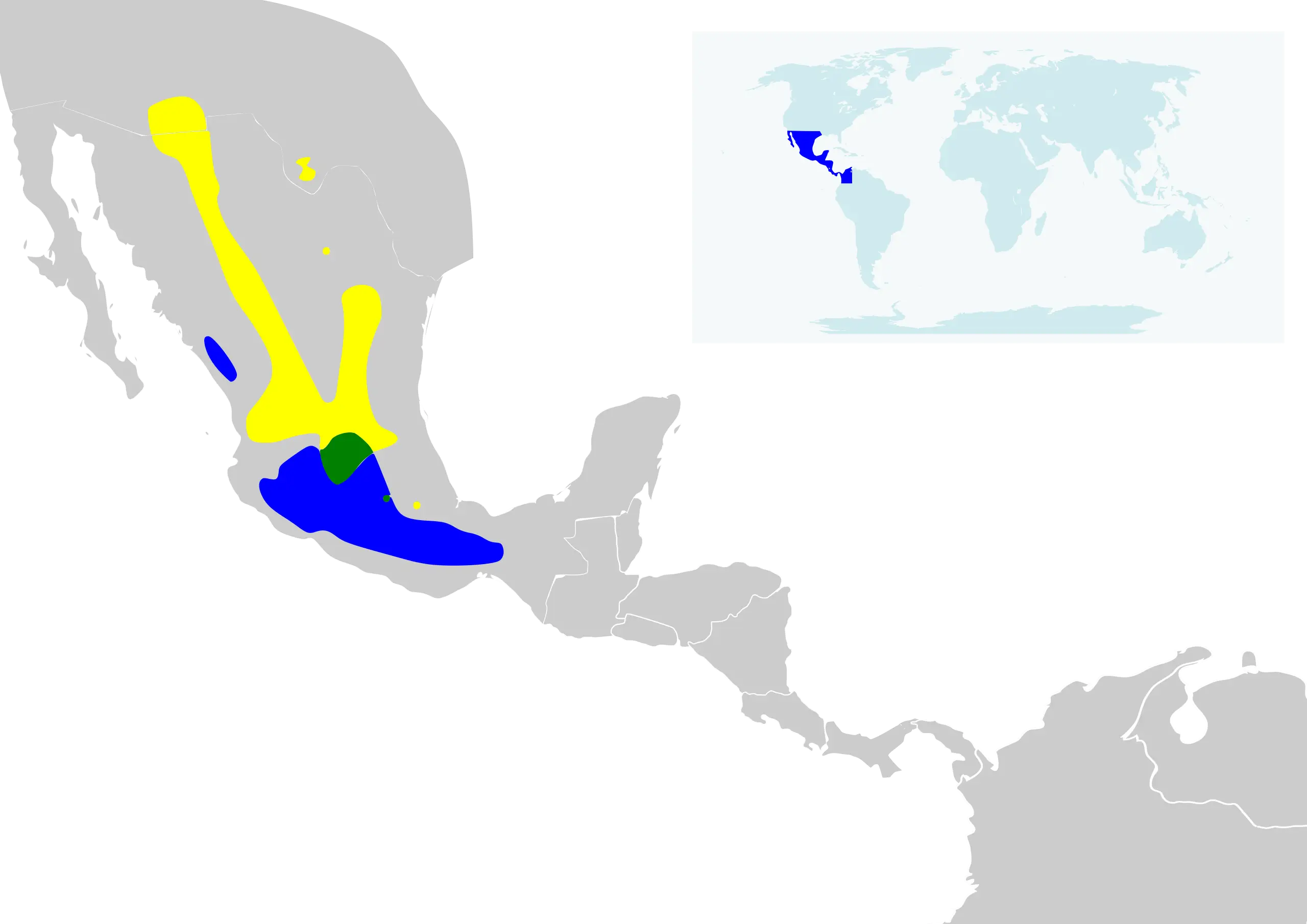 Calothorax lucifer - факти, дієта, ареал і фотографії на Animalia.bio