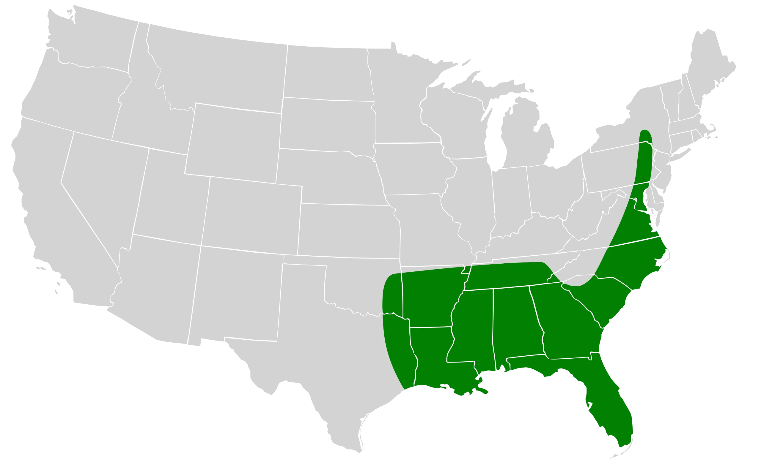 Lasiurus seminolus - факти, дієта, ареал і фотографії на Animalia.bio