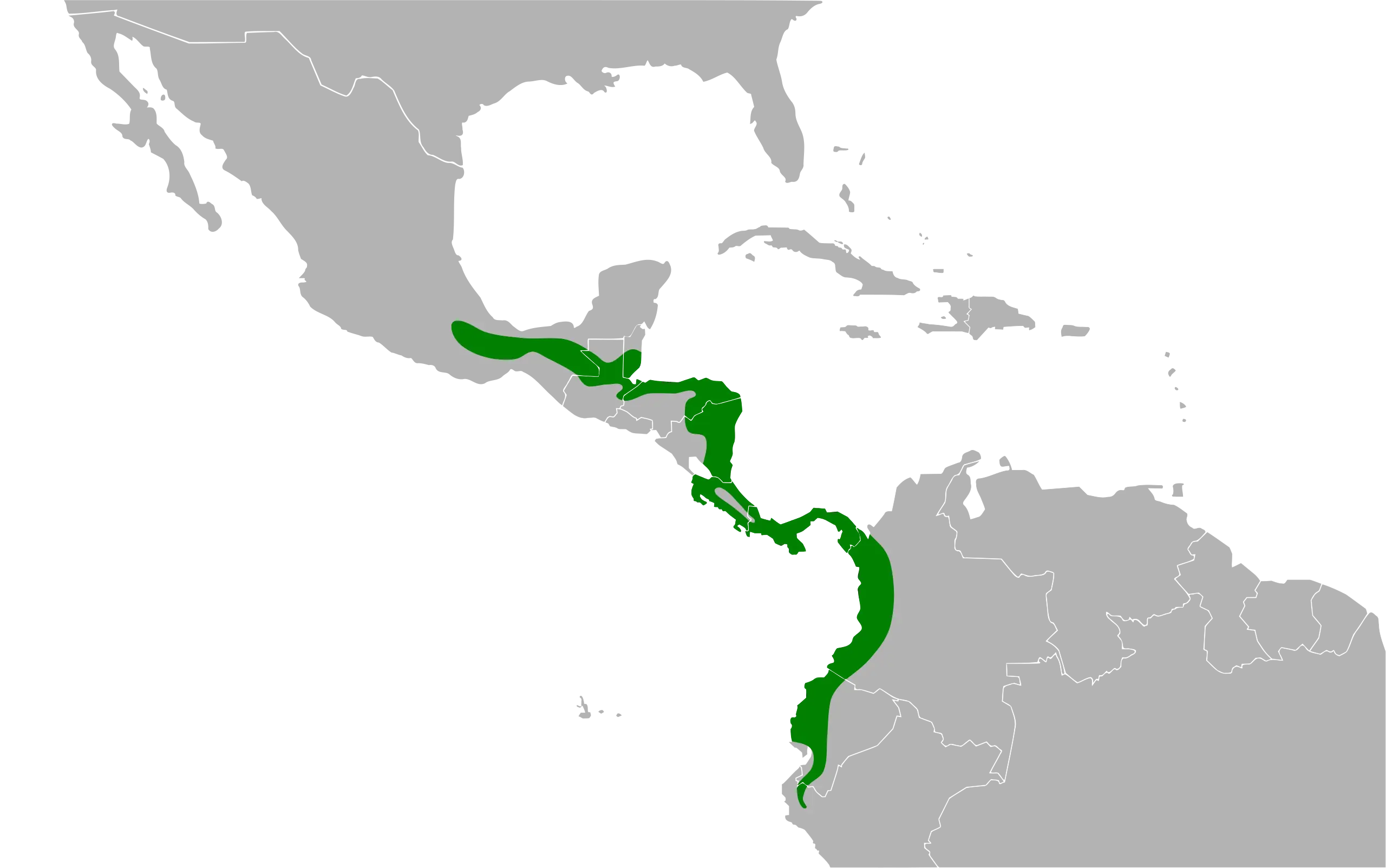 Sporophila corvina - Fatti, dieta, habitat e immagini su Animalia.bio