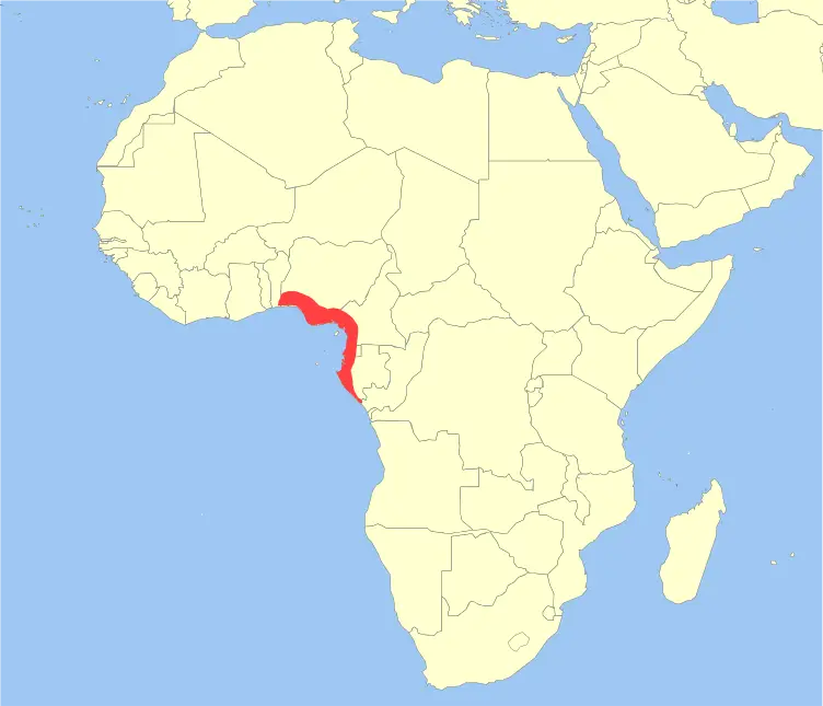 Cercocebus torquatus - факти, дієта, ареал і фотографії на Animalia.bio