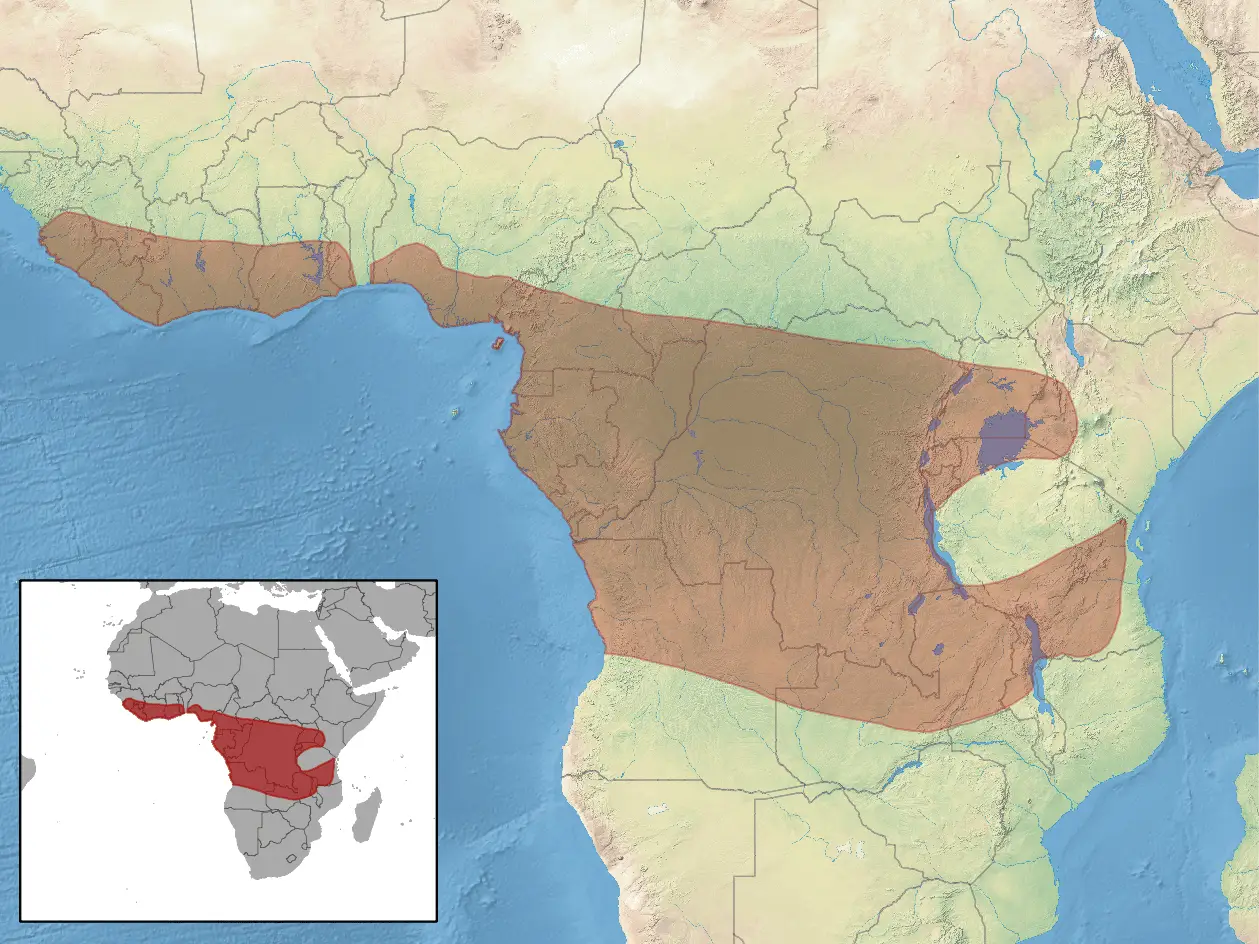 Anomalurus derbianus - Fakten, Ernährung, Lebensraum & Bilder auf ...
