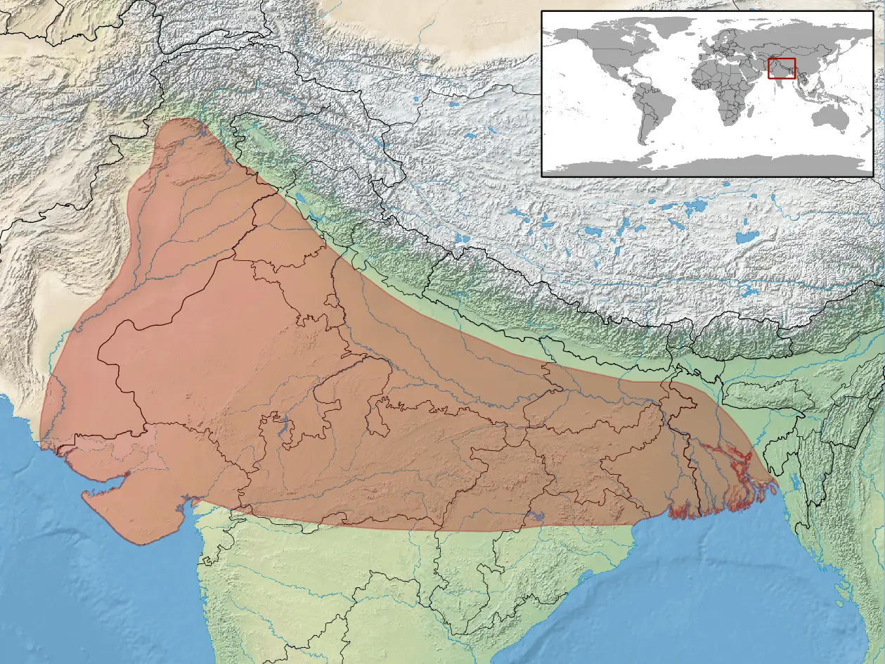 Calotes minor - факти, дієта, ареал і фотографії на Animalia.bio