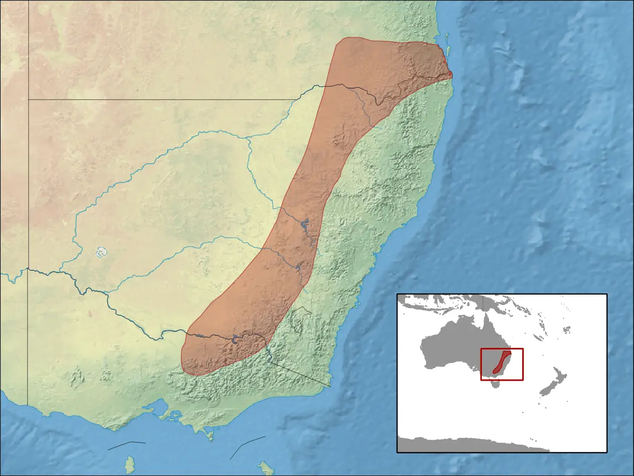 Carlia tetradactyla - Fatti, dieta, habitat e immagini su Animalia.bio