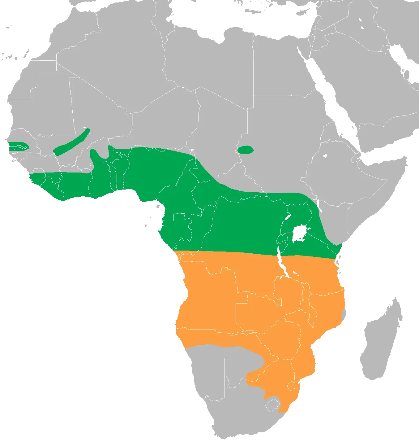 Crecopsis egregia - факти, дієта, ареал і фотографії на Animalia.bio