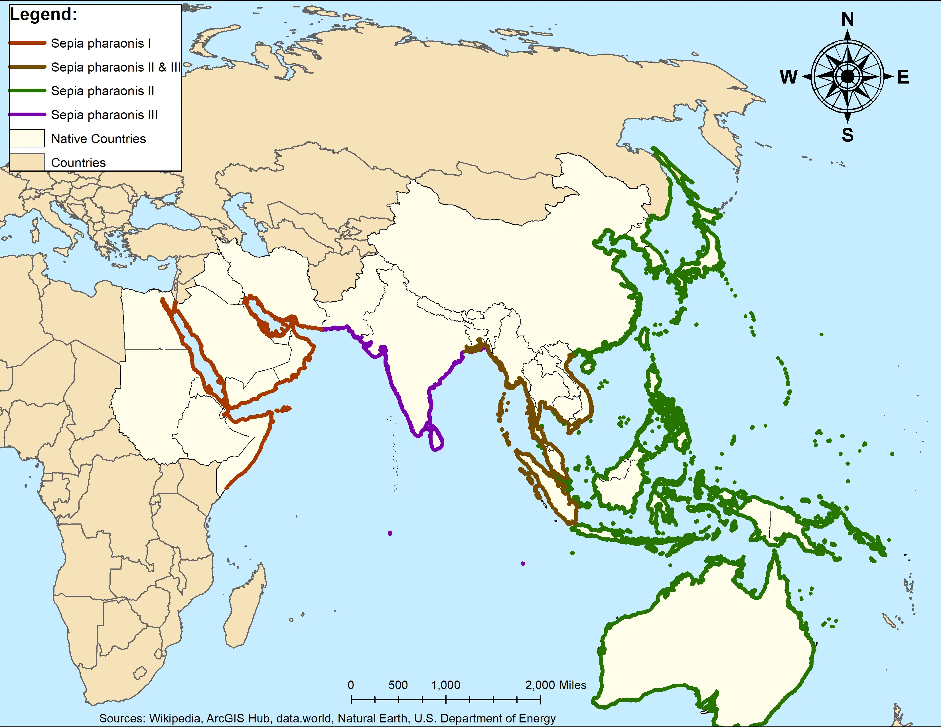 Sepia pharaonis - факти, дієта, ареал і фотографії на Animalia.bio