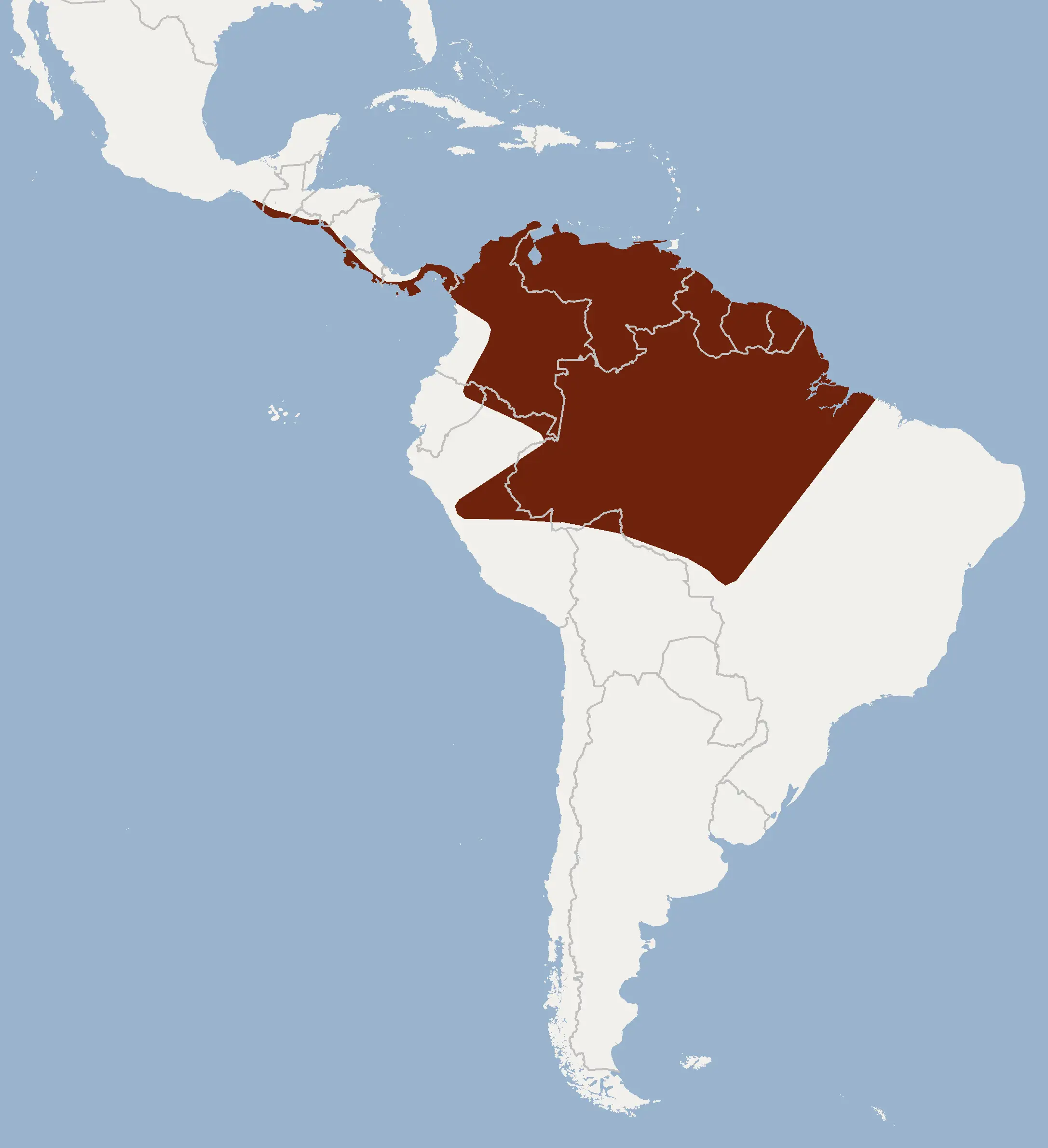 Molossus coibensis - Facts, Diet, Habitat & Pictures on Animalia.bio