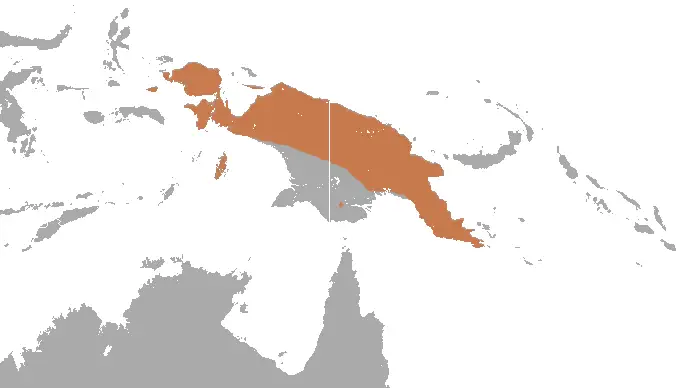 Phalanger gymnotis - факти, дієта, ареал і фотографії на Animalia.bio