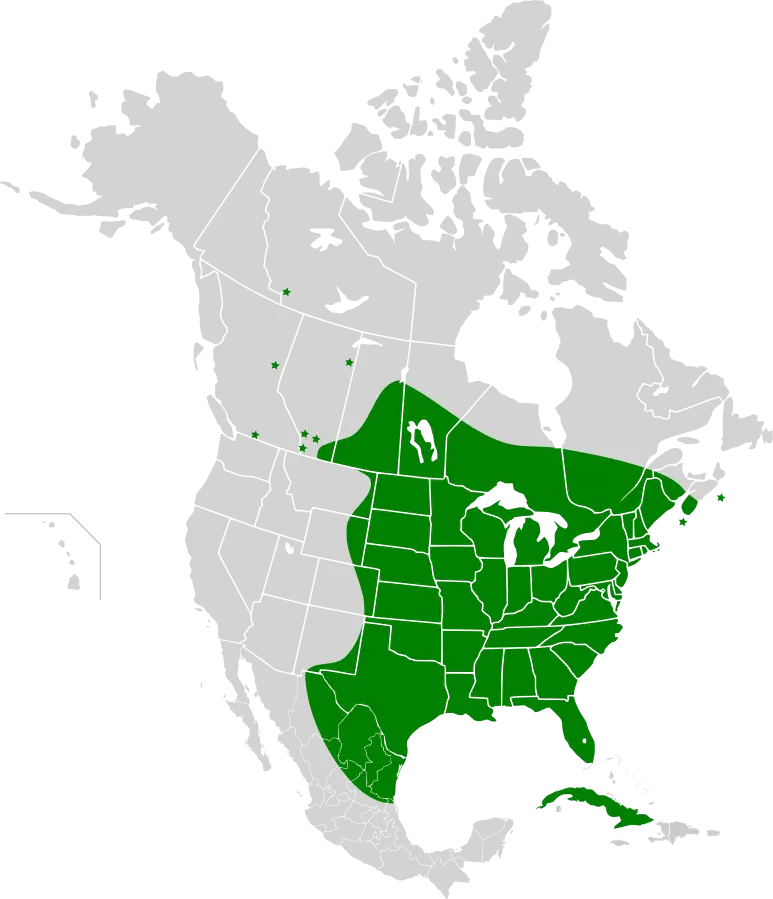 Lasiurus borealis - факти, дієта, ареал і фотографії на Animalia.bio
