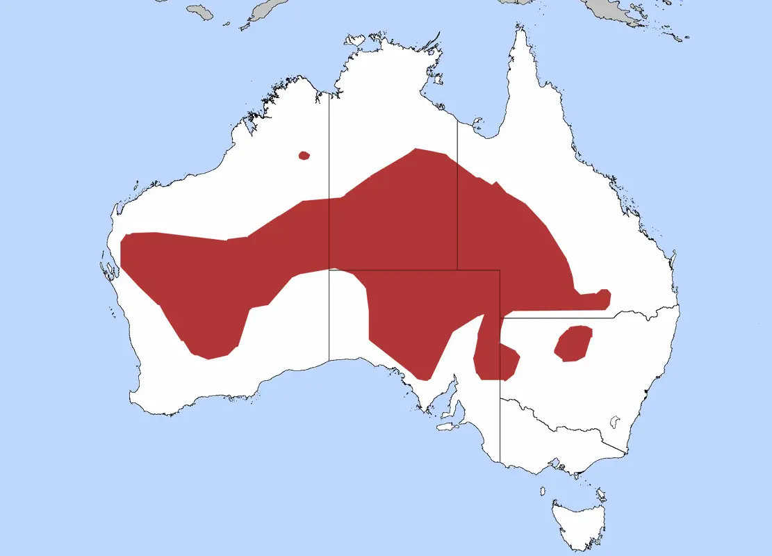 Antechinomys laniger - факти, дієта, ареал і фотографії на Animalia.bio